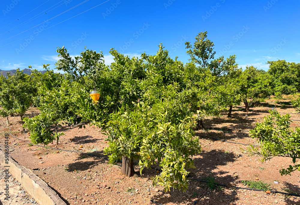 Foto de Planting a tree. Mandarin tree at farm field. Orange mandarin ...