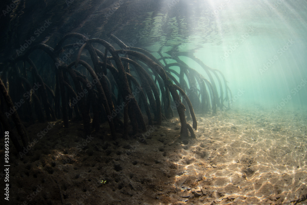 Sunlight filters underwater into the shadows of a dark mangrove forest ...
