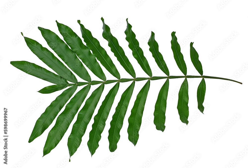Leaf of filicium decipiens tree or Leafly Shade isolated on white ...