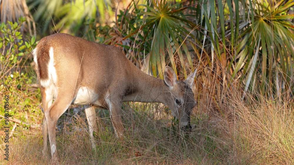Key Deer are an endangered species that lives in the Florida Keys. In ...