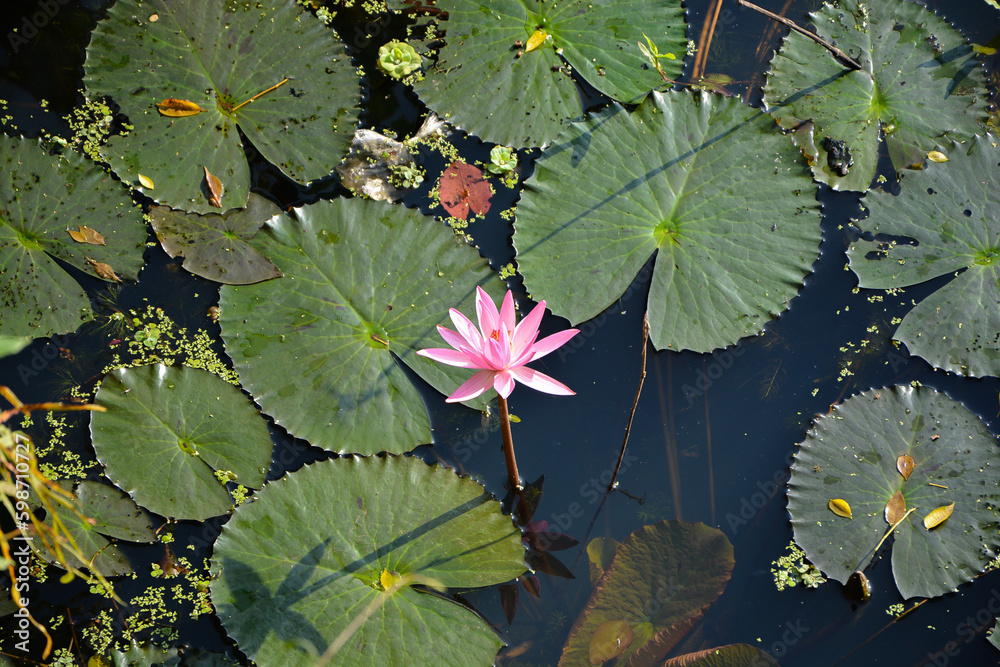 Padma (Lotus) flower at Jahangirnagar University campus lake ...