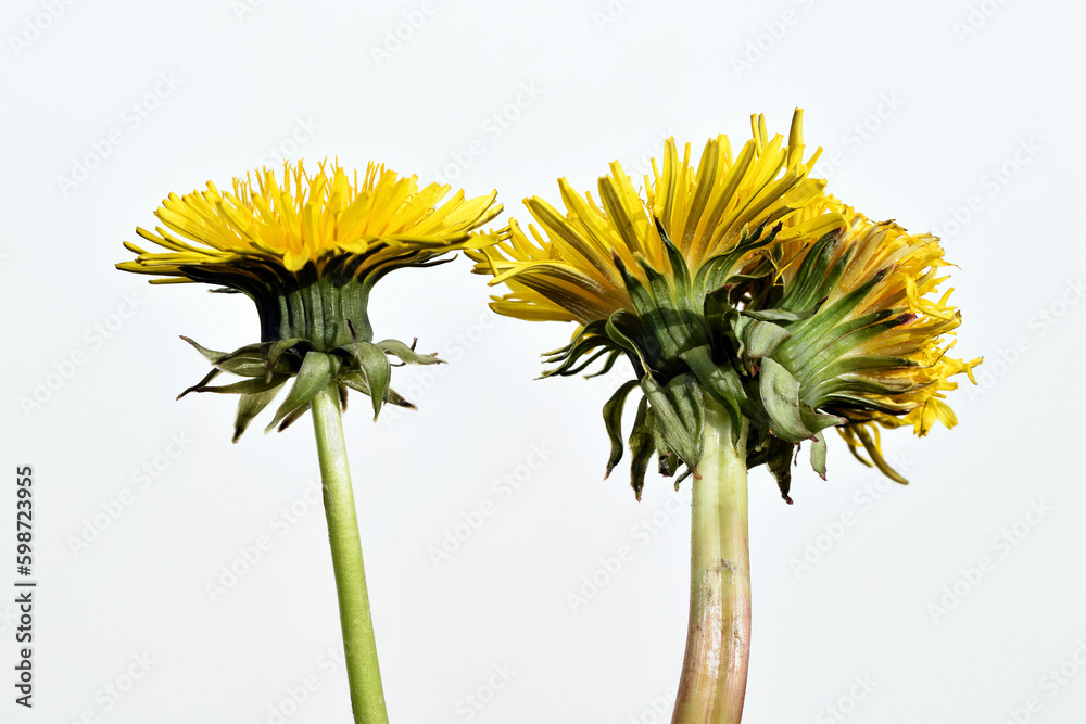 Comparison of dandelions - common plant and dandelions fused together ...