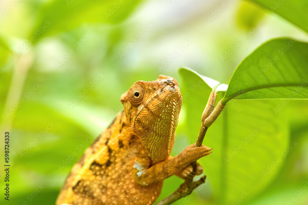 Foto Stock Chameleons of Madagascar: Portrait of yellow and brown ...