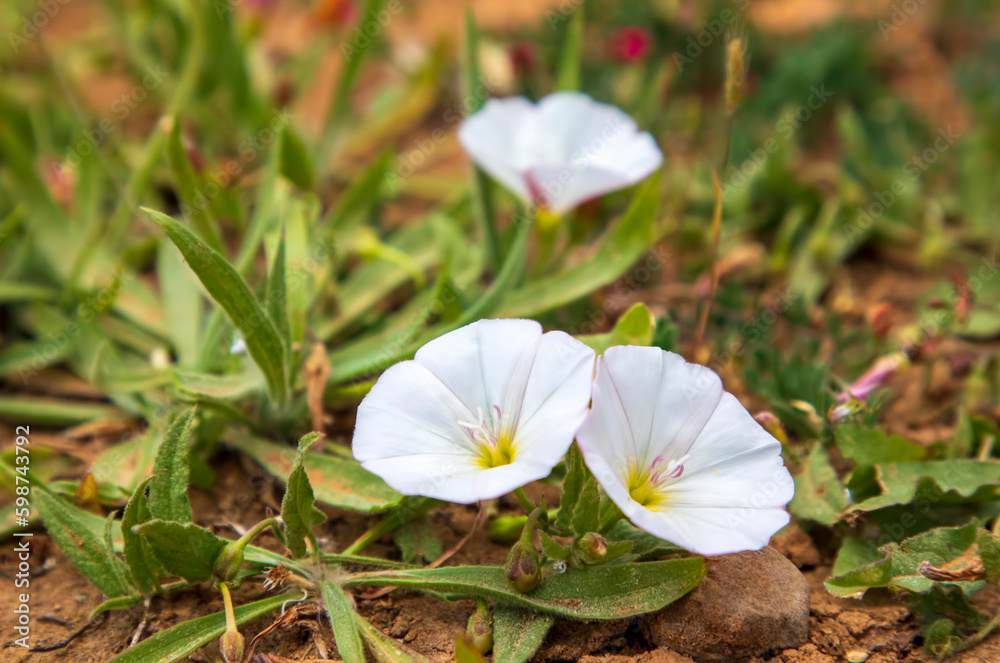Endemic plant species; Scientific name; Convolvulus lineatus Stock ...