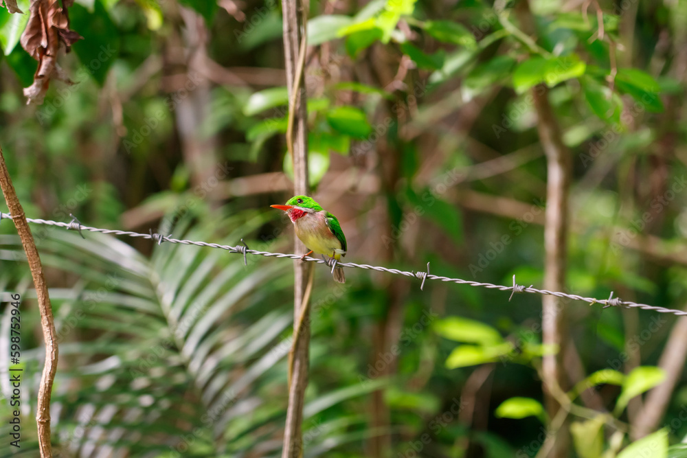 Endemic to the Dominican Republic. Todus subulatus bird. Caribbean ...