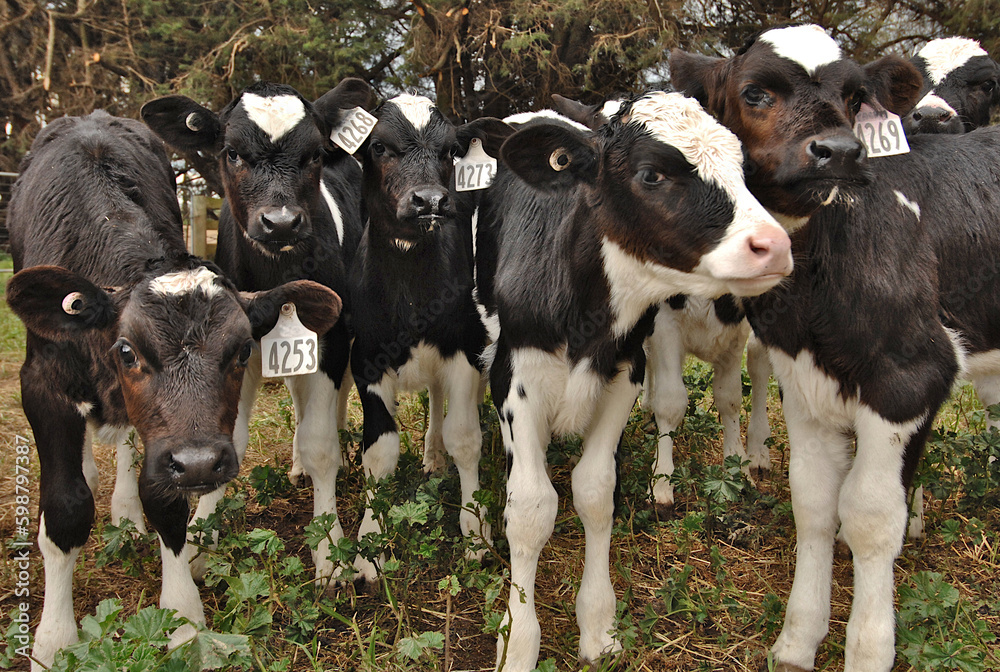Friesian calves crowd together being inquisitive, calves can be male or ...