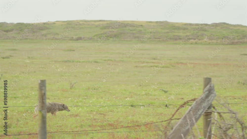 Experience the untamed energy of a running coyote, its lithe body and ...