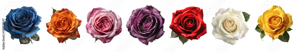 Seven roses in different colors viewed from the top on a transparent ...