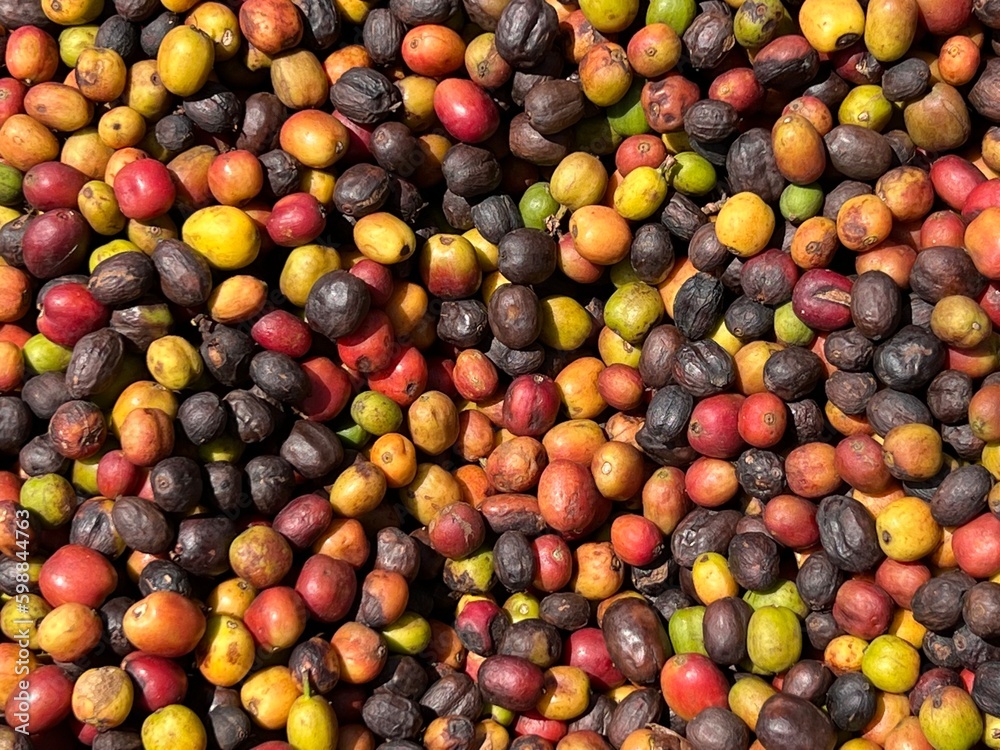 Ethiopian red and green coffee cherries lying to dry in the sun. This ...