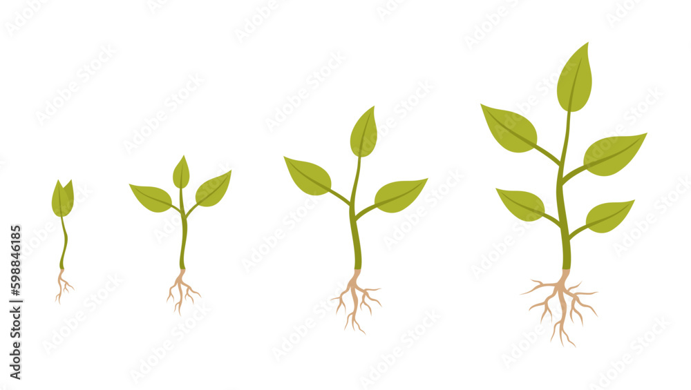 Infographics of plant growth phases. Plants with roots isolated on a ...