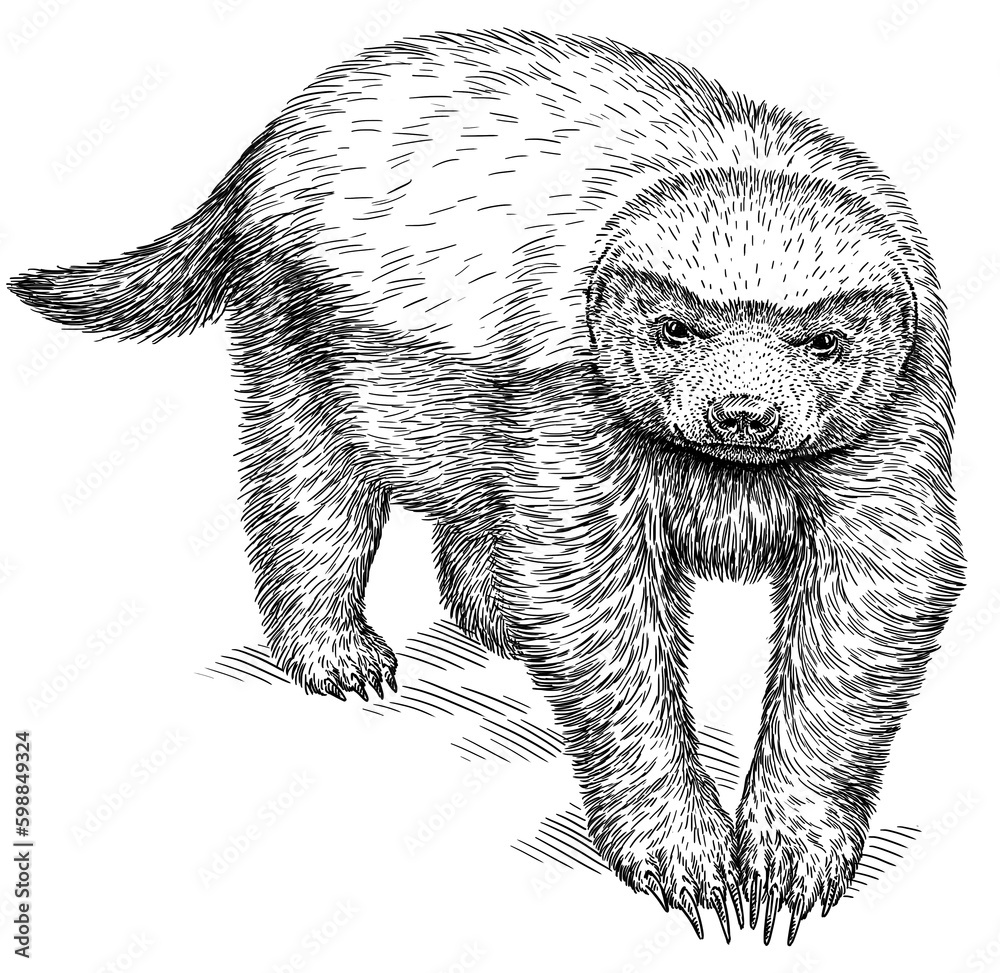 Vintage engraving isolated honey badger set illustration ink sketch ...