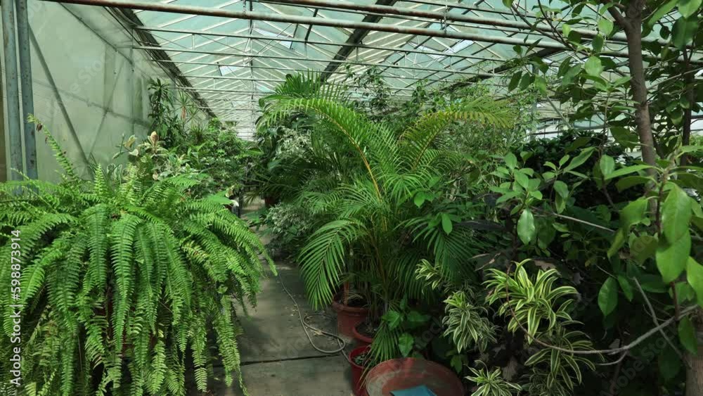 Wider view and right side pan camera movement from a botanical garden ...
