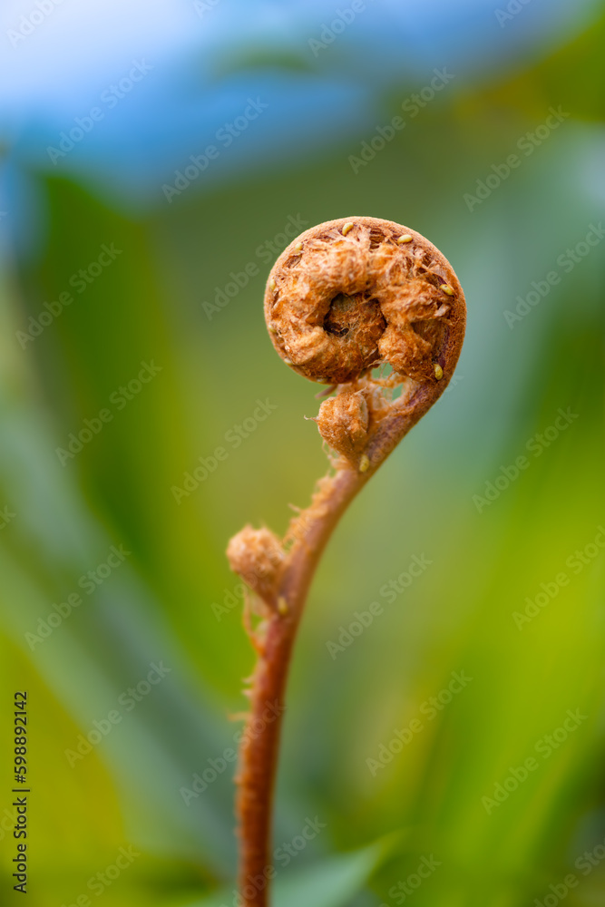 Male fern (Dryopteris filix-mas), is a common fern growing on Mount ...