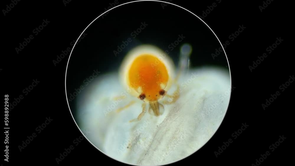 Larva mite Hydrachnidia stuck to Hydrophilidae larva under a microscope ...