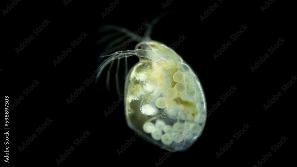 Water flea Daphnia Simocephalus vetulus under a microscope, class ...