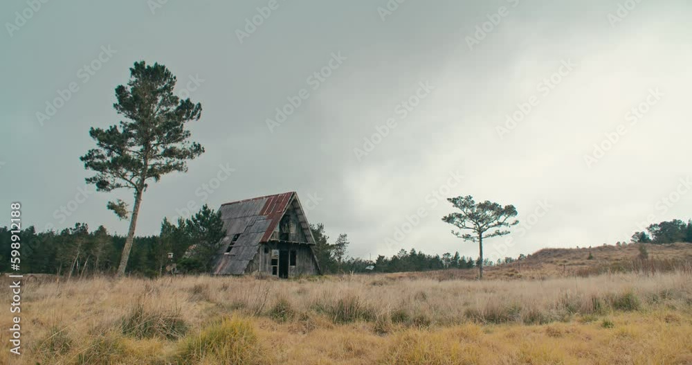 Abandoned zinc roofed triangle log cabin in a field of serrated tussock ...
