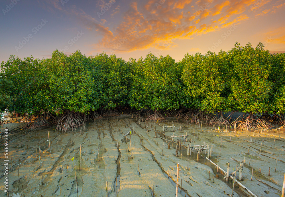 Mangrove forest,Red mangrove forest and shallow water in tropical ...