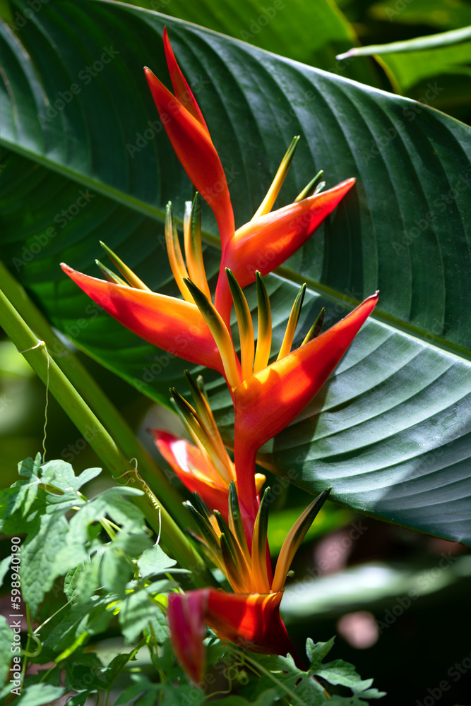 Colorful red-yellow parrot's flower (Heliconia psittacorum) or parrot's ...