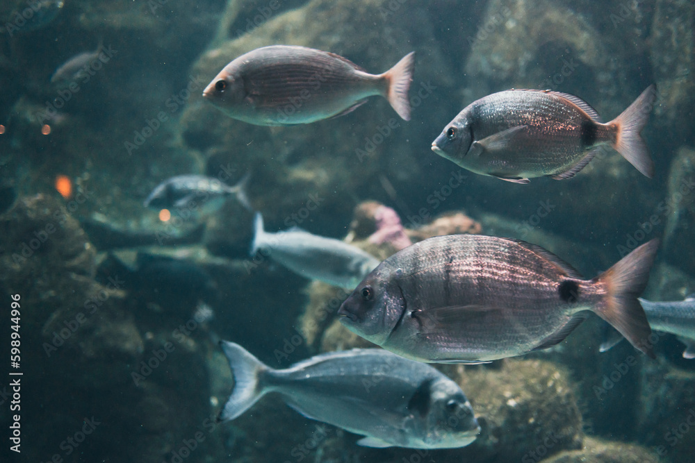 Many sea bream fish in the ocean swim among the stone reefs in the ...