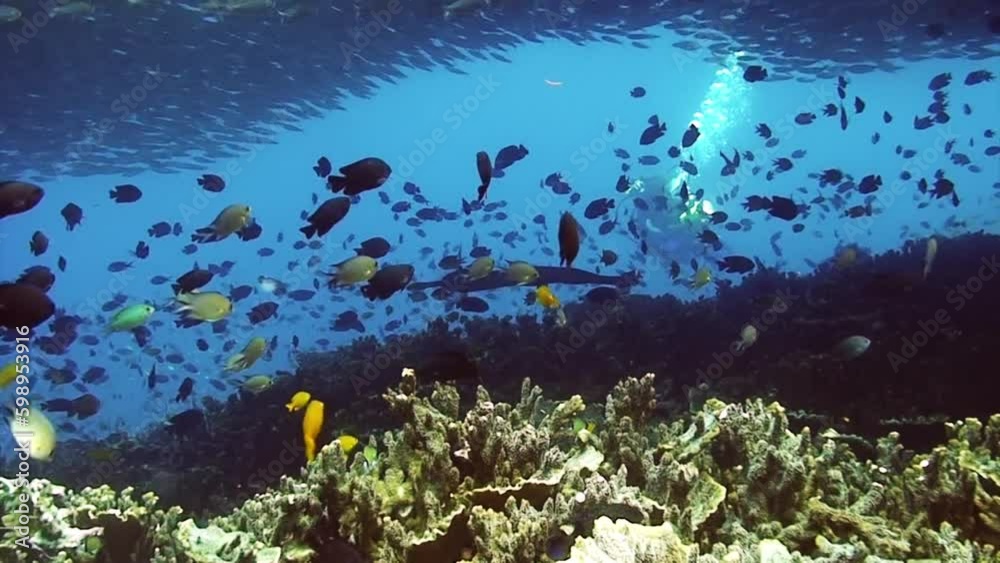 Video „Amazing nature of underwater world with fish on coral reef ...