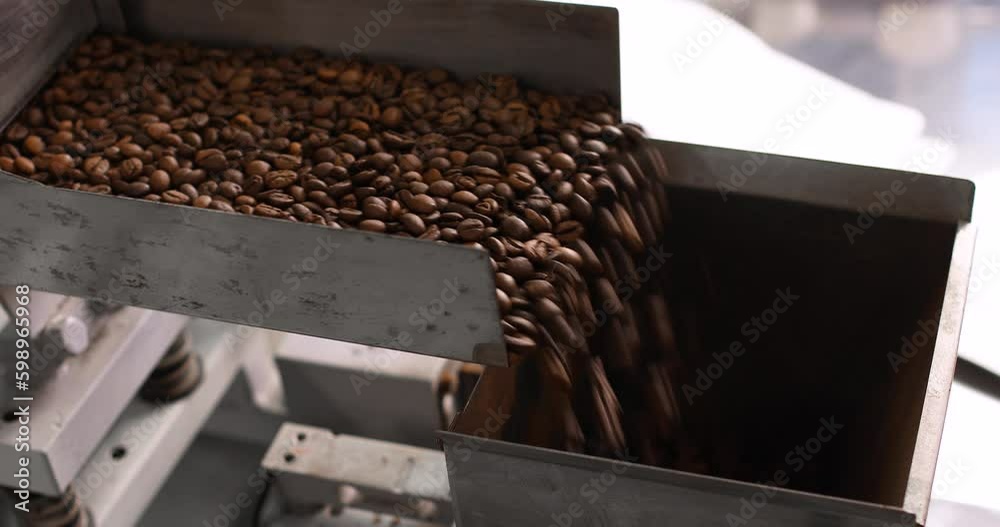 Coffee beans are falling into the metal hopper. Preparation of roasting ...