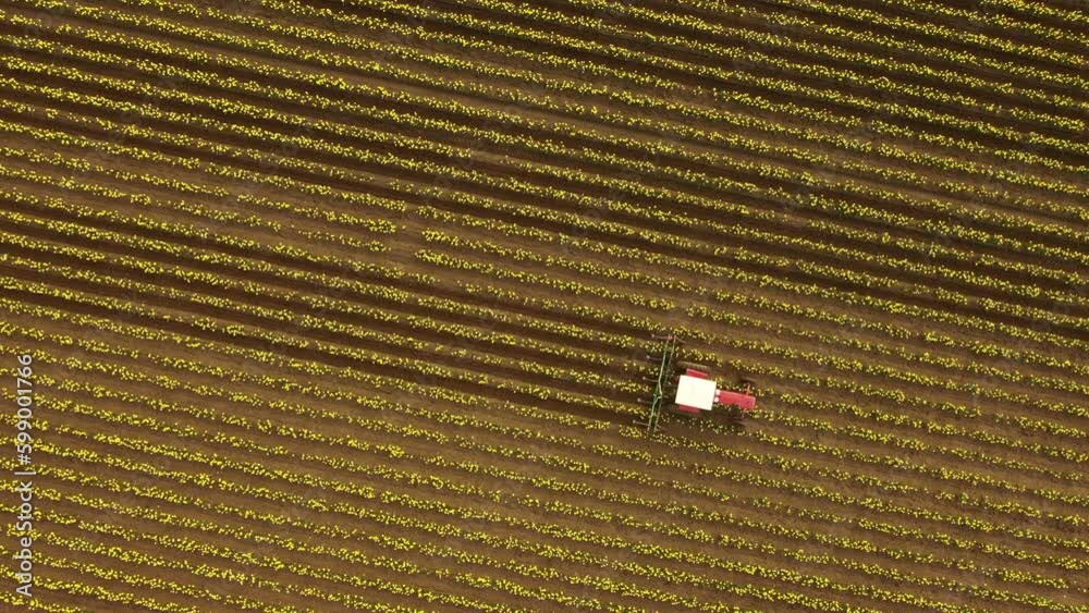 Red Tractor Tilling the Soil Between Flowering Daffodil Rows. The ...