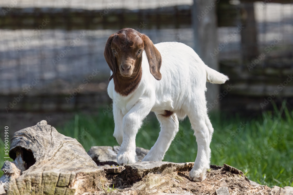 Boer Goat, The Unique Beauty of Boer Goats: White Body, Brown Head, and ...