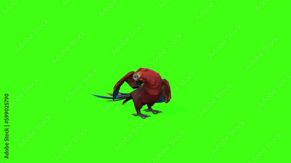 red macaw parrot is scratching its body, 3d animation across a green ...