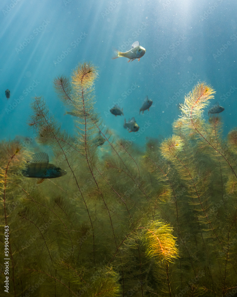 Foto de Perch swimming among water-milfoil aquatic plants with natural ...