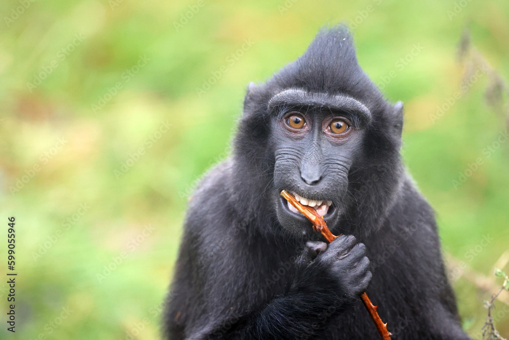 The Celebes crested macaques (Macaca nigra), also known as the crested black macaques, Sulawesi ...