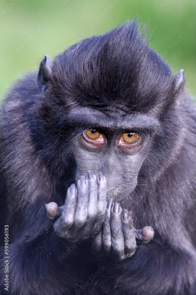 The Celebes crested macaques (Macaca nigra), also known as the crested black macaques, Sulawesi ...