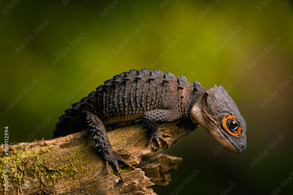 Red-Eyed Crocodile Skink Tribolonotus gracilis Stock Illustration ...