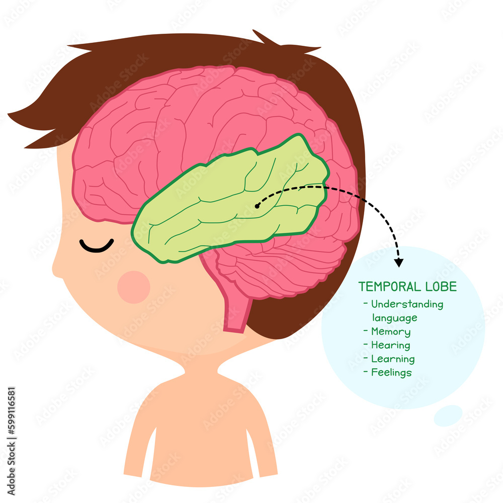 temporal lobe brain Stock Illustration | Adobe Stock