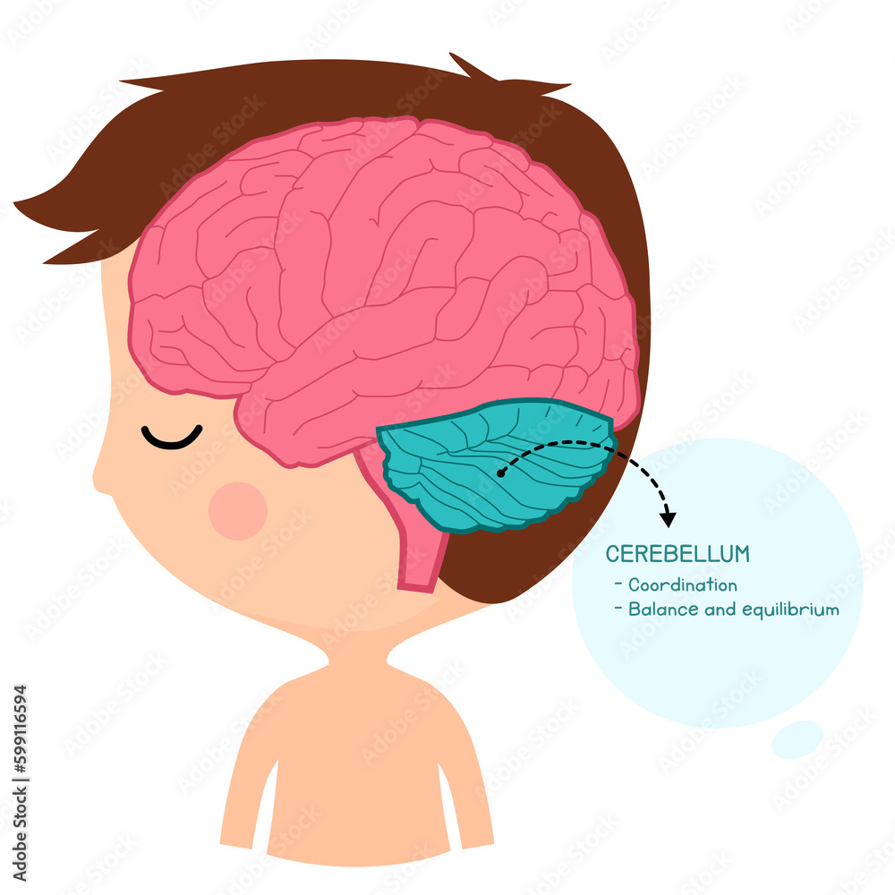 cerebellum brain Stock Illustration | Adobe Stock
