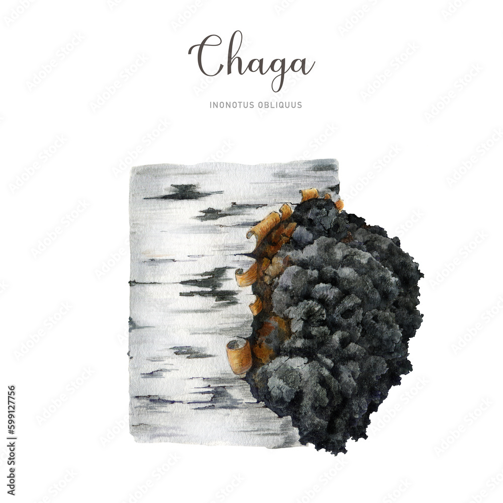 Chaga mushroom on the birch tree. Hand painted watercolor illustration ...