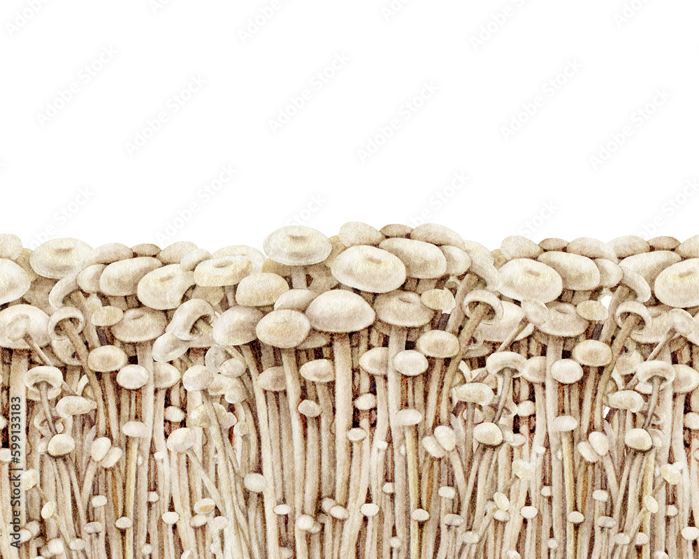 Enoki mushroom seamless border. Watercolor illustration. Hand drawn ...