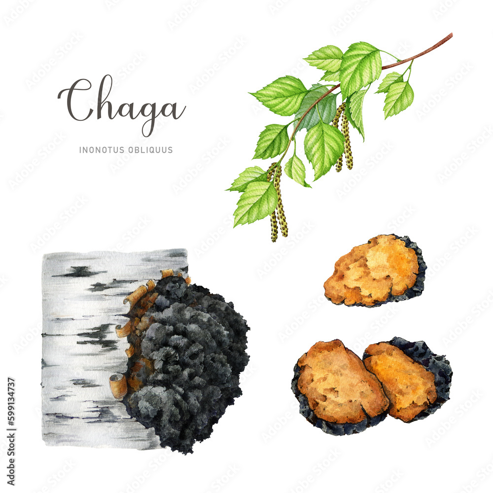 Chaga mushroom hand painted watercolor set. Inonotus obliquus medicinal ...