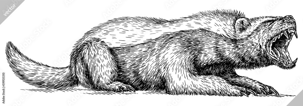 Vintage engraving isolated honey badger set illustration ink sketch ...