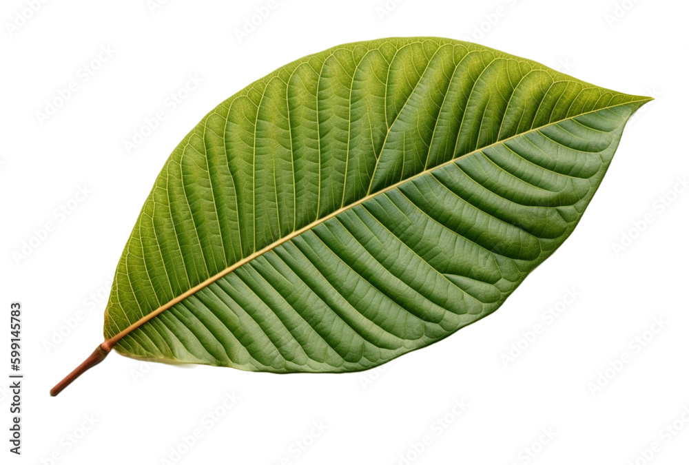 kratom mitragyna speciosa green leaf isolated on transparent background ...