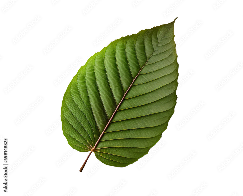 kratom mitragyna speciosa green leaf isolated on transparent background ...