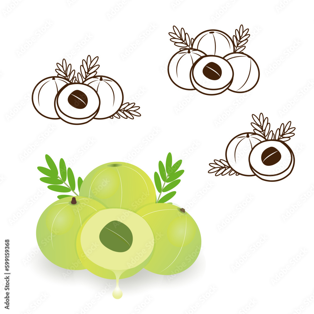 Amla Indian gooseberry, Emblica extract, Emblic, Phyllanthus Emblica ...