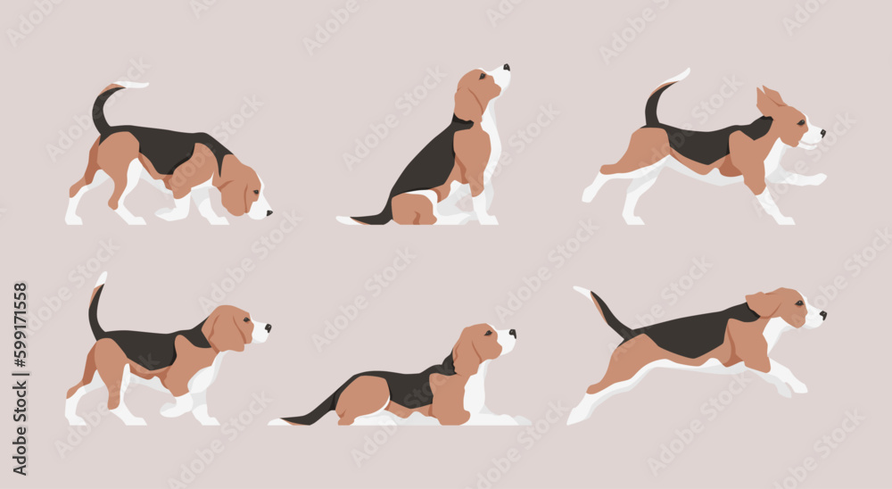 Vector flat illustration set of a Beagle dog, different poses and ...