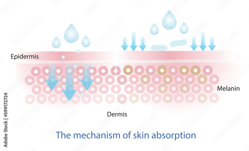 The mechanism of nutrient absorption through skin layer vector, the ...