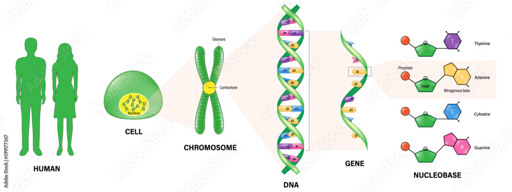 The diagram shows the structure of human, cell, chromosome, DNA ...