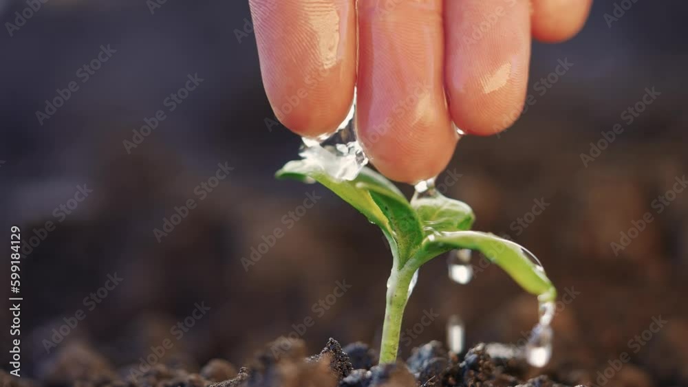 Agriculture. hand water one green sprout in the soil field water drops ...