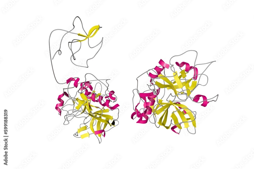 Human recombinant Gla-domainless prothrombin mutant. Ribbons diagram in ...