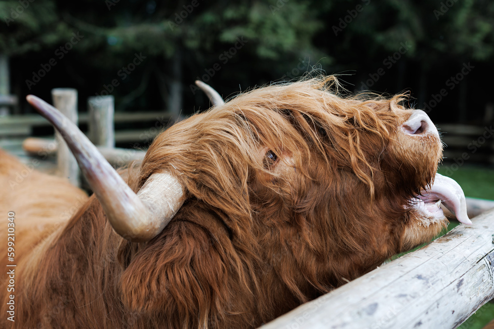Scottish Highland Bull in farm. The Highland is a Scottish breed of ...