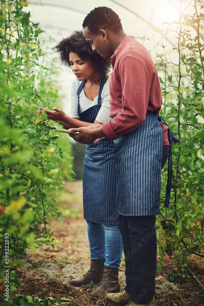 We can tell when our crops are ready. Full length shot of young farm ...