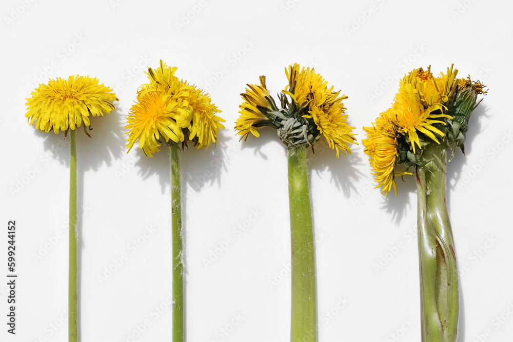 Comparison of dandelions - common plant and dandelions fused together. Abnormality of plant ...