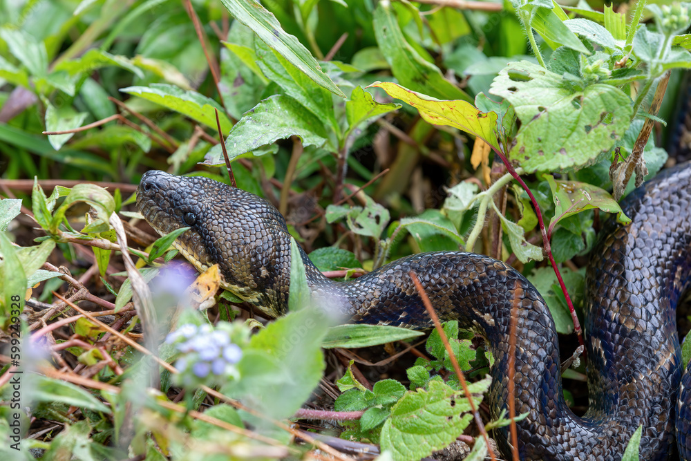 Sanzinia madagascariensis, also known as the Malagasy tree boa or ...